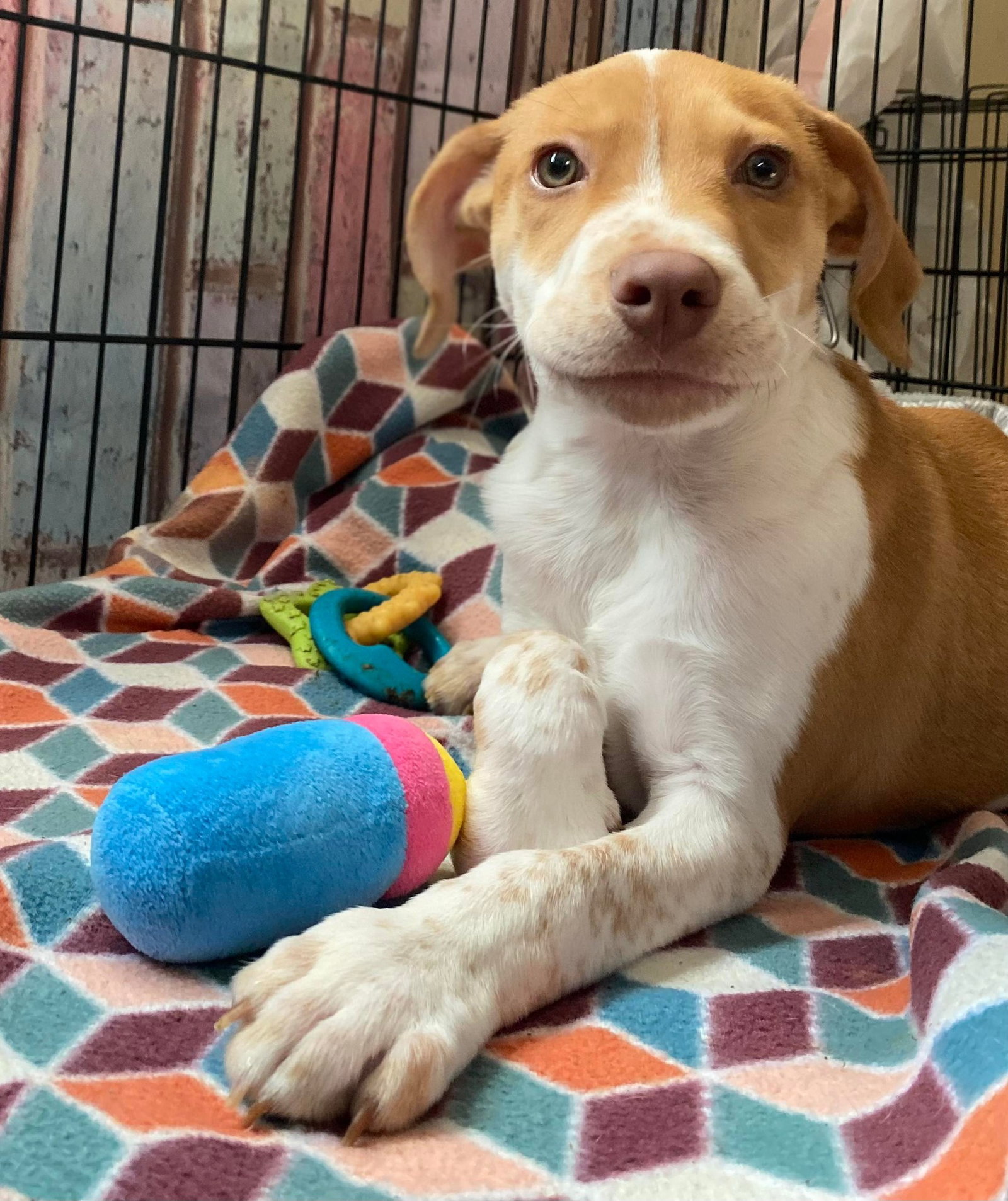 Dog for Adoption - Connor (GA), a Beagle in Brooklyn, NY | Alpha Paw