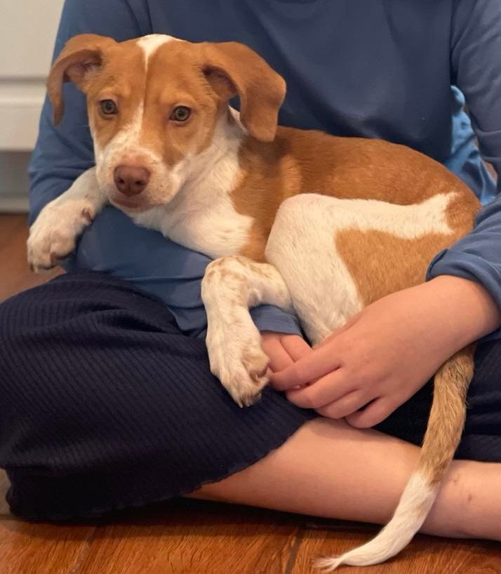 Dog for Adoption - Connor (GA), a Beagle in Brooklyn, NY | Alpha Paw