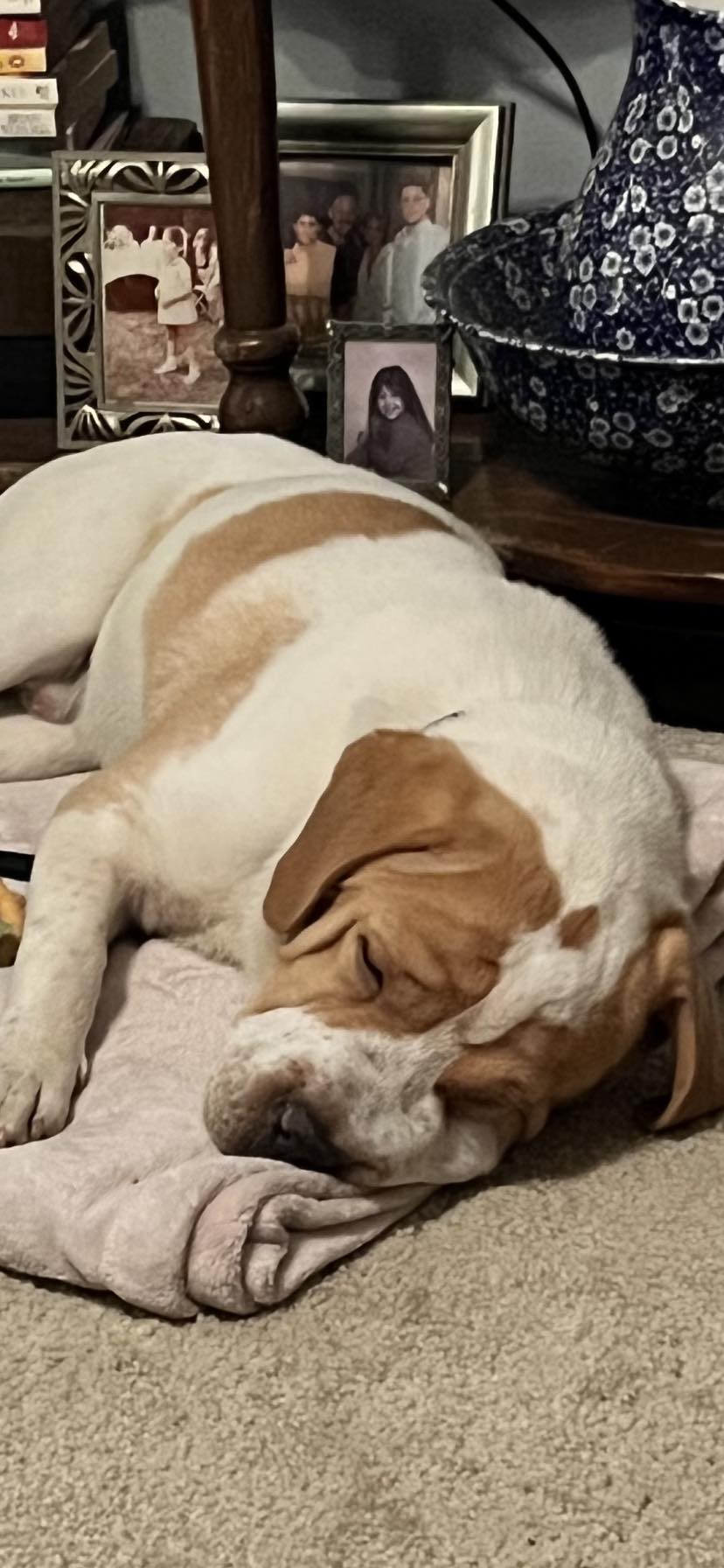 Dog for Adoption - Fletcher, a Shar Pei in East Islip, NY | Alpha Paw