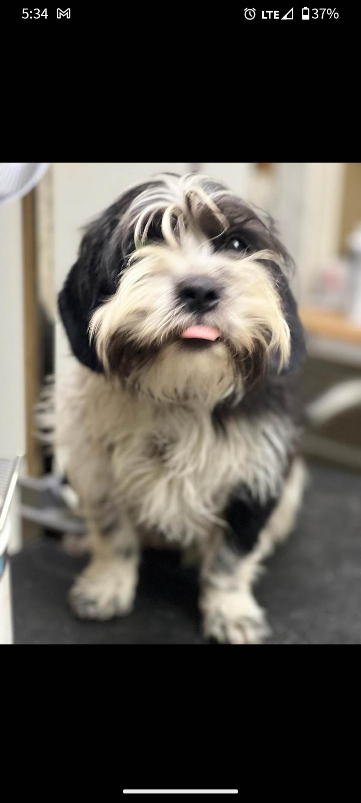 Dog for Adoption - Oreo (TX), a Shih Tzu in Greenwich, CT | Alpha Paw