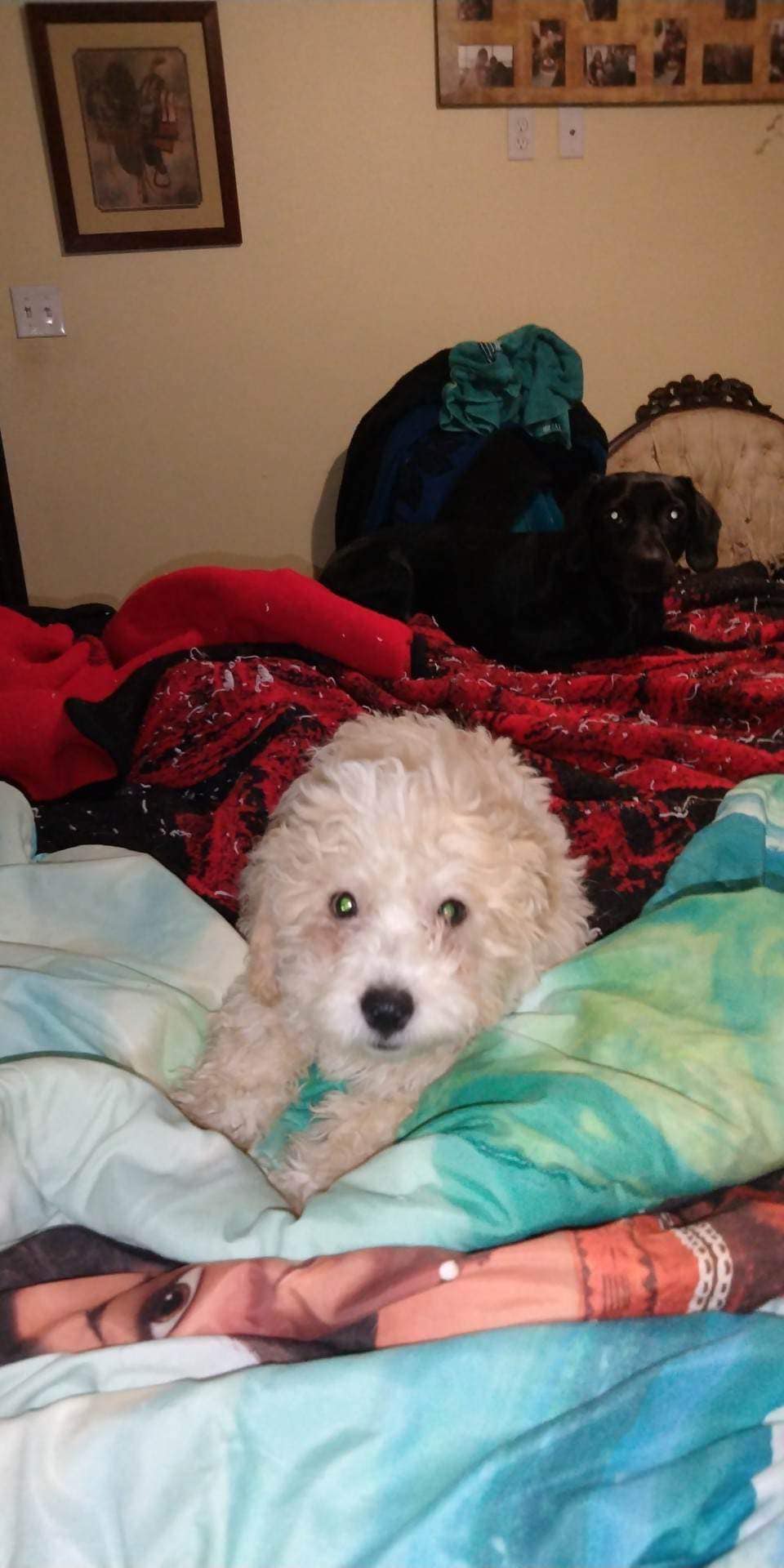 Dog for Adoption - Stanley (TX), a Poodle (Miniature) in Manhattan, NY ...