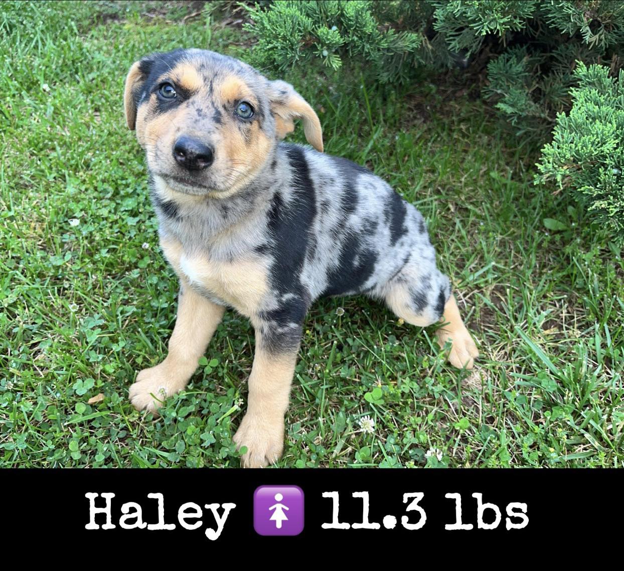 Dog for Adoption - Haley (AL), a Catahoula Leopard Dog in Valley ...