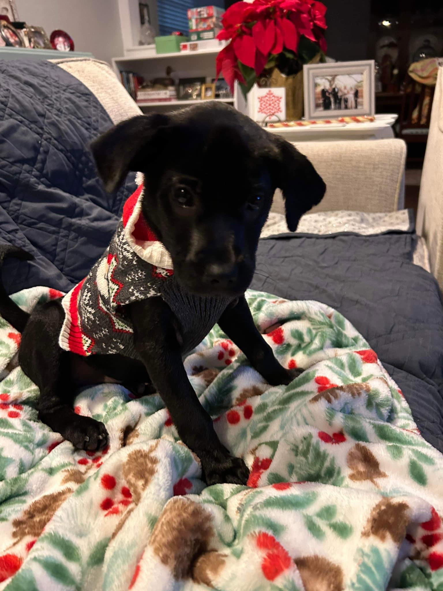 Dog for Adoption - Tilly (TX), a Labrador Retriever in South ...