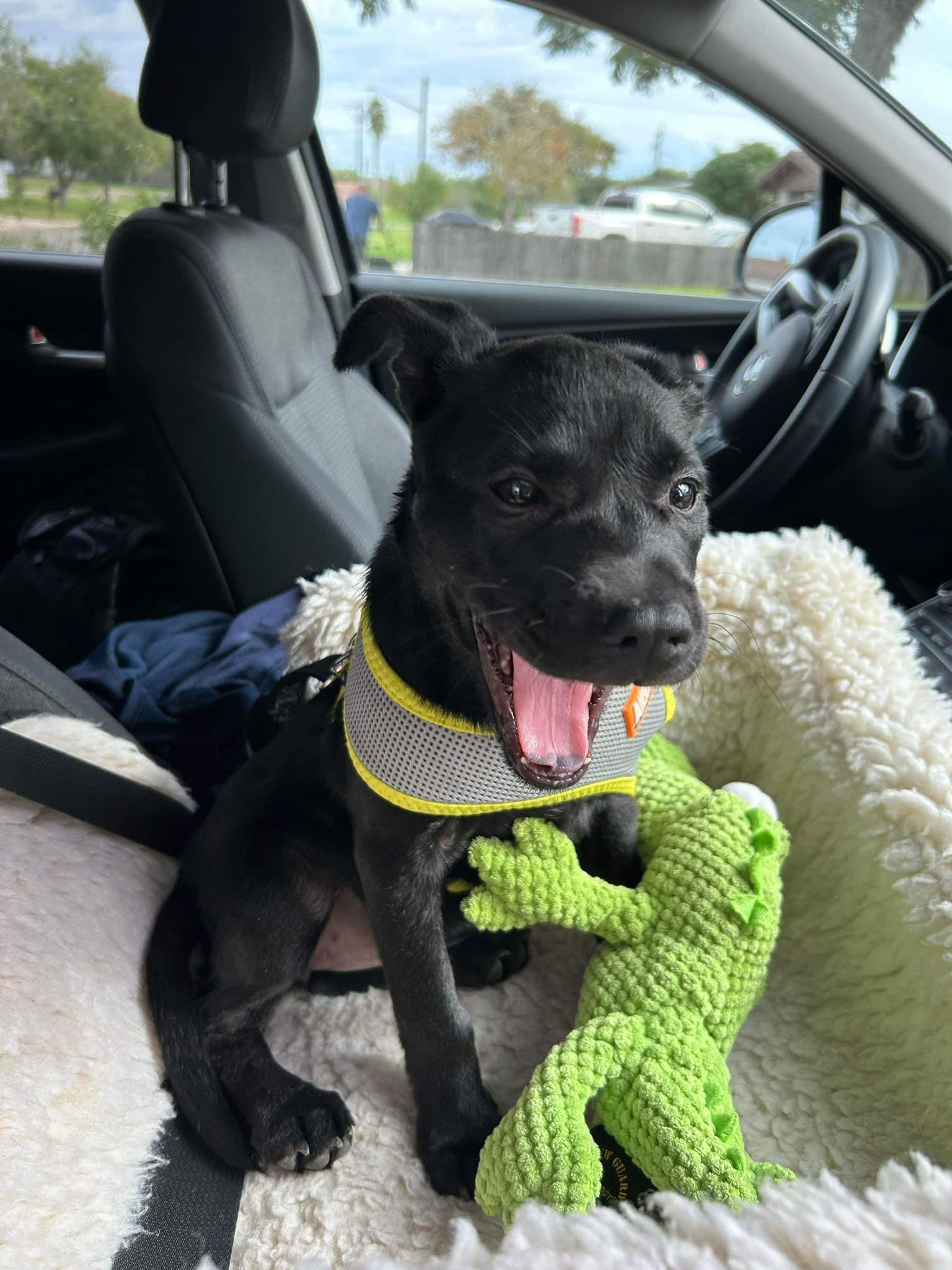 Dog for Adoption - Tilly (TX), a Labrador Retriever in Hicksville, NY ...