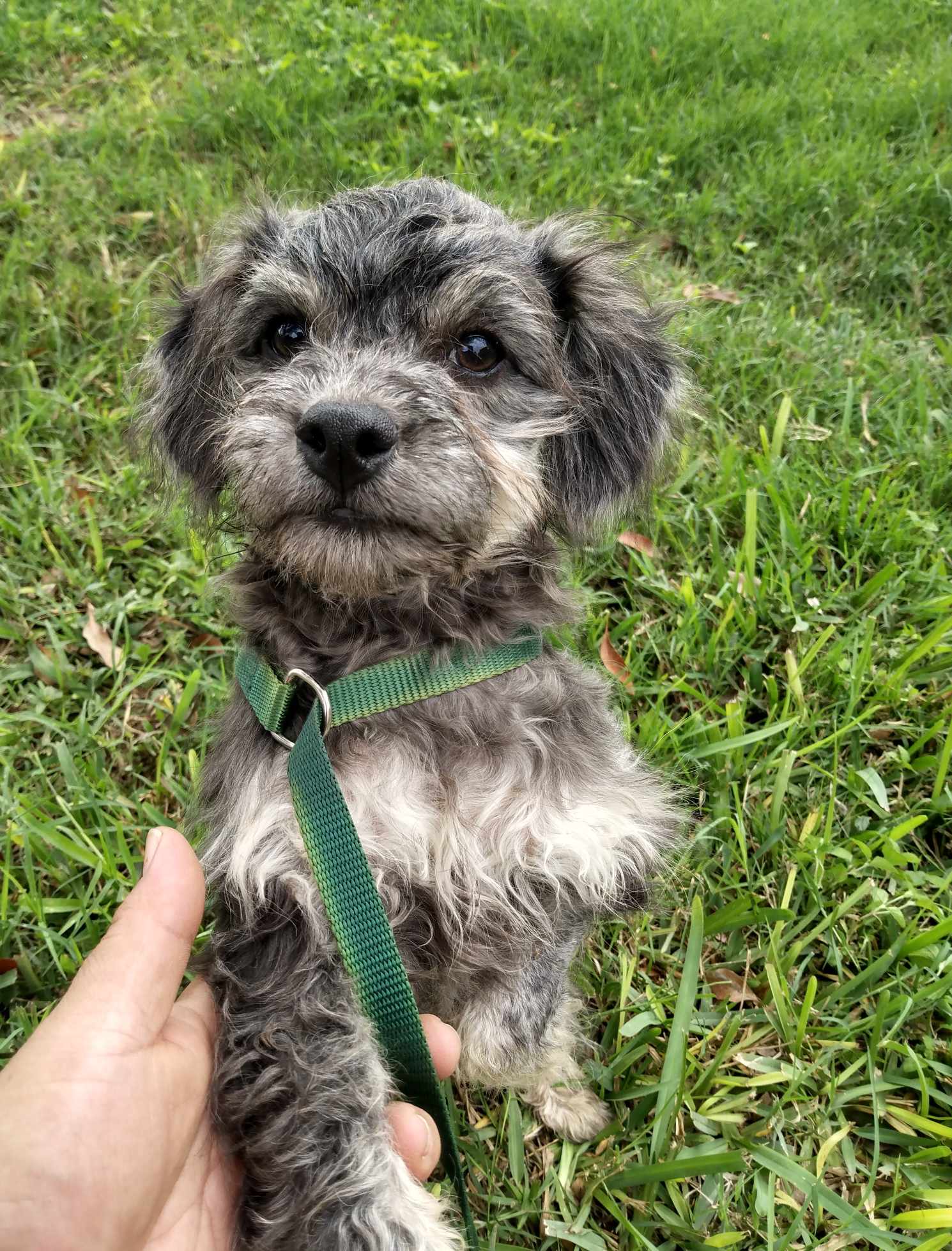 Dog for Adoption - Kaiser (TX), a Terrier in Neptune City, NJ | Alpha Paw