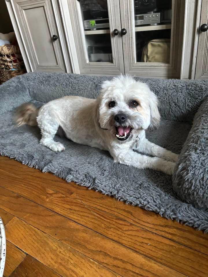 Dog for Adoption - Kari (TX), a Terrier in Plainsboro Center, NJ ...