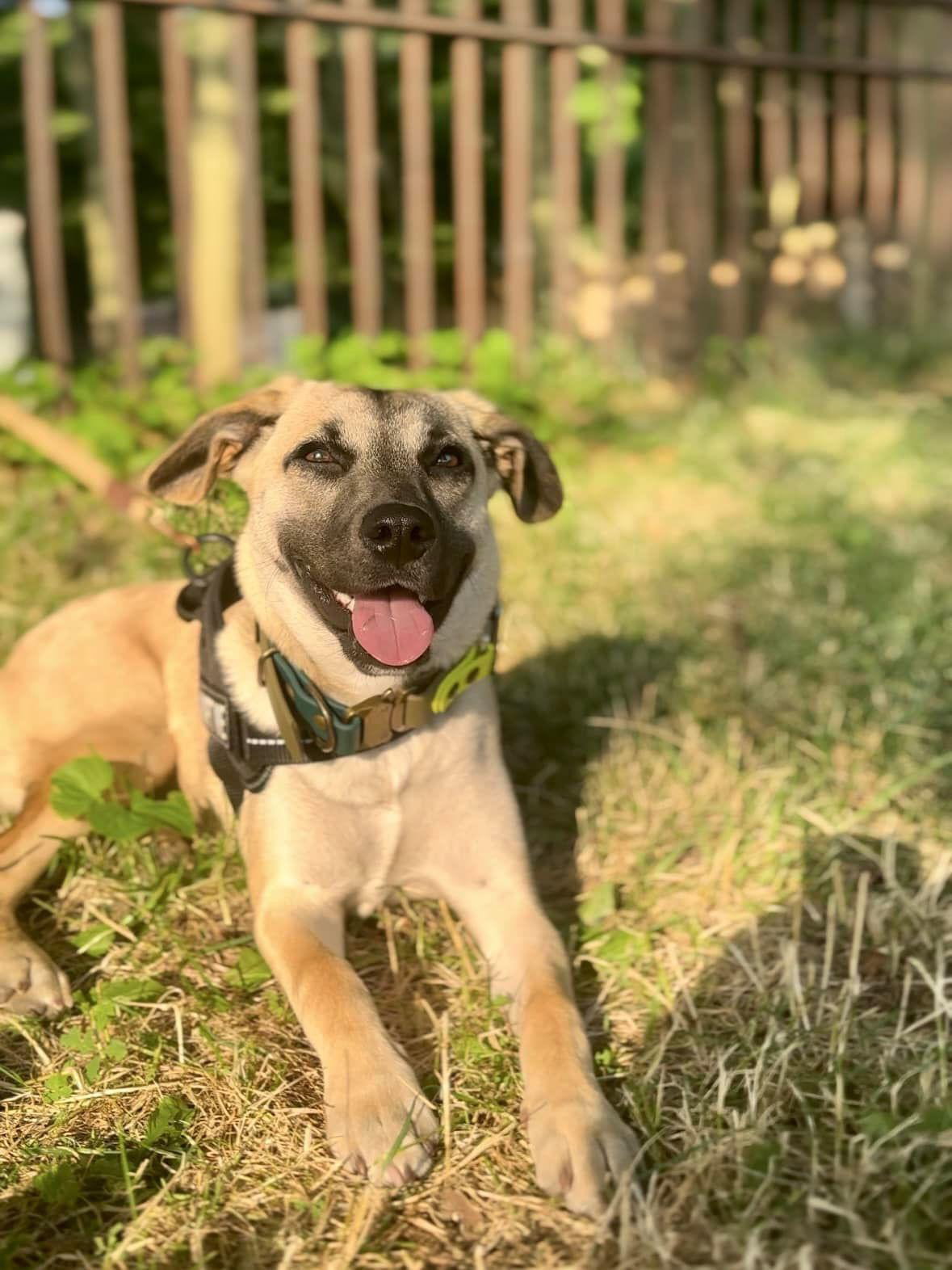 Dog for Adoption - Betty (TX), a Belgian Shepherd Malinois in Fairfield ...
