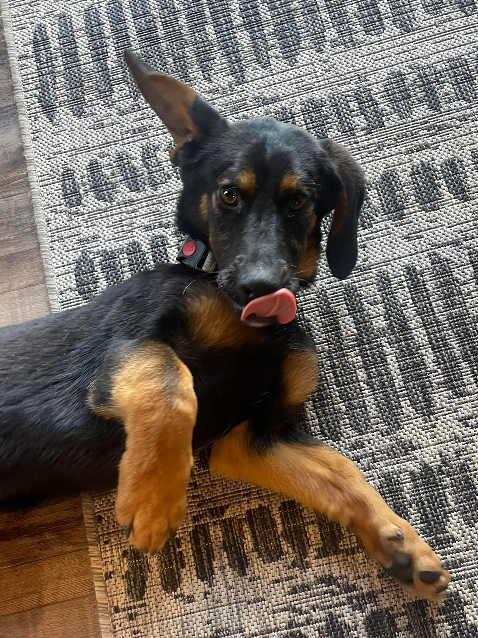 Dog for Adoption - Kaz (AL), a Dachshund in Succasunna, NJ | Alpha Paw