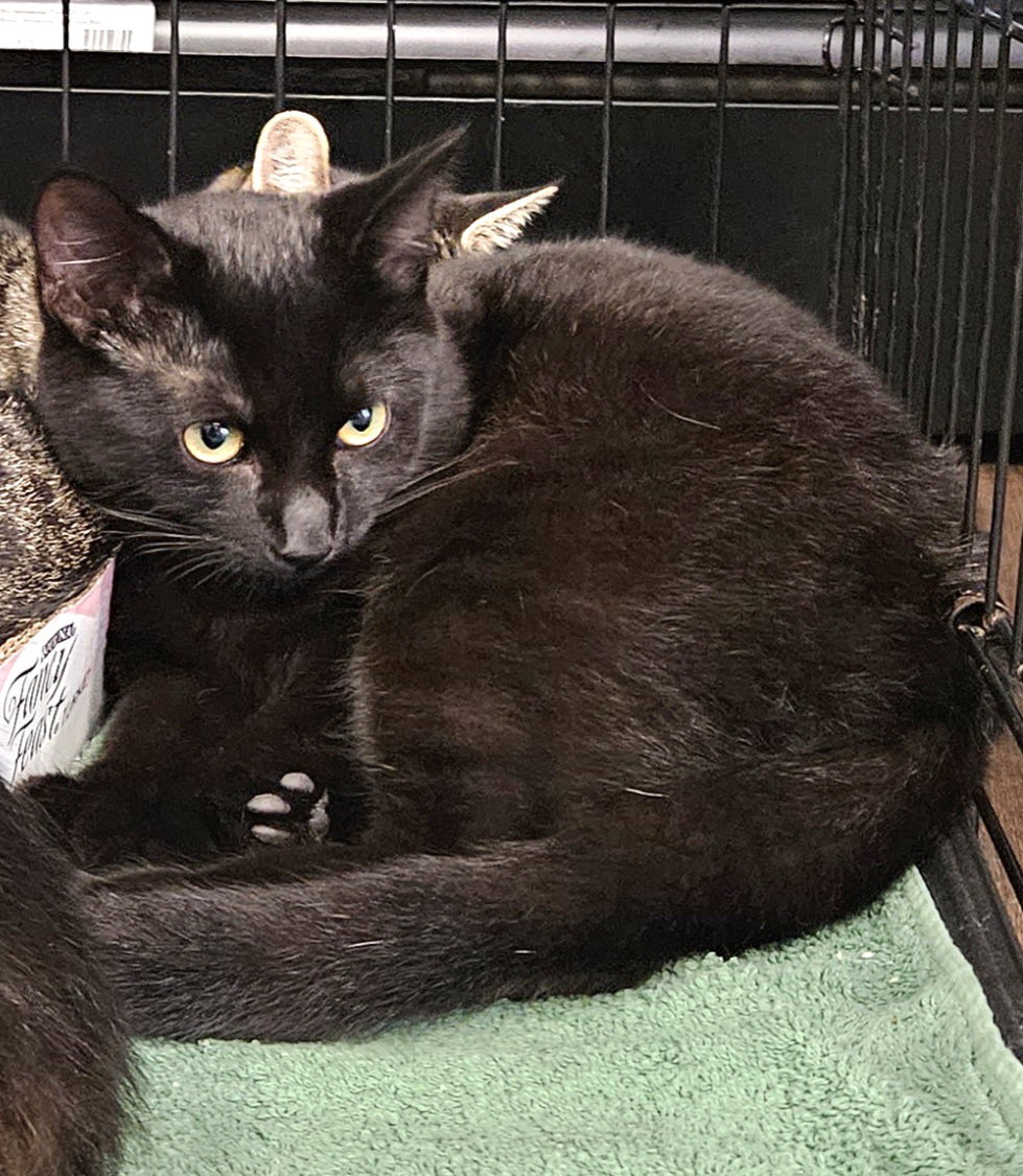 Cat adoption in Trenton, NJ 08609: Domestic Short Hair (short coat) Cat ...