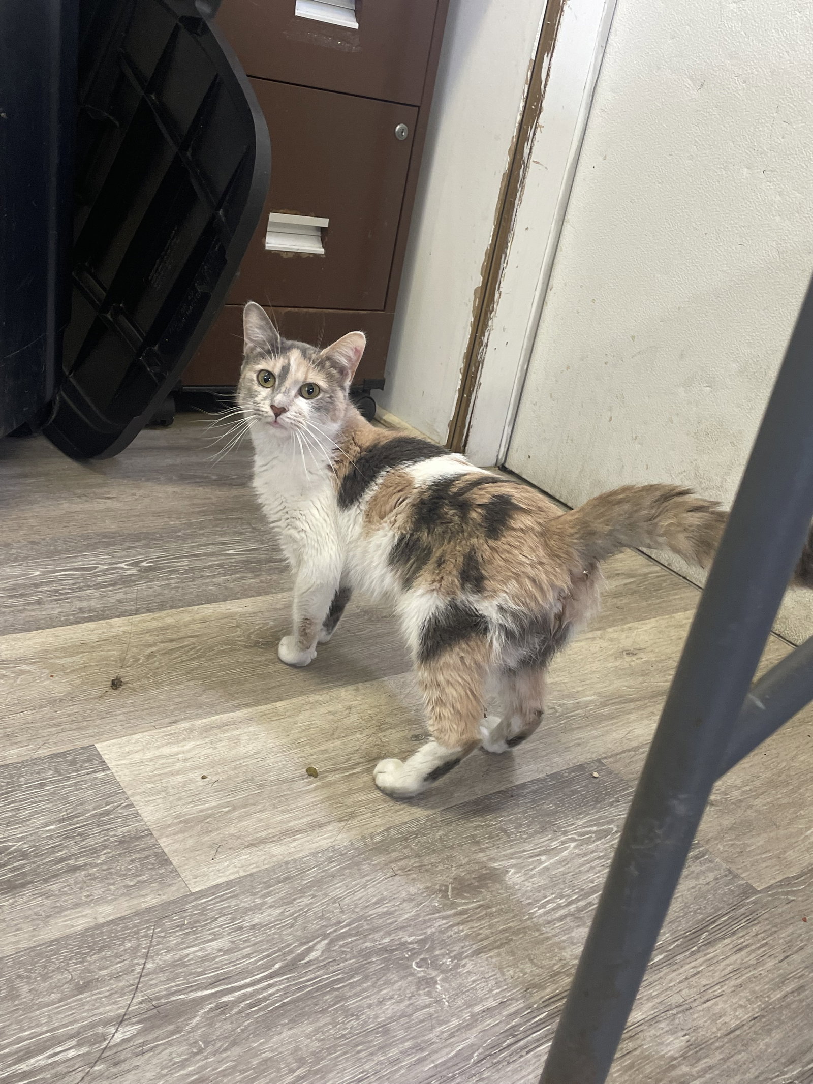 Cat adoption in Trenton, NJ 08638: Domestic Short Hair Cat "Szechuan"