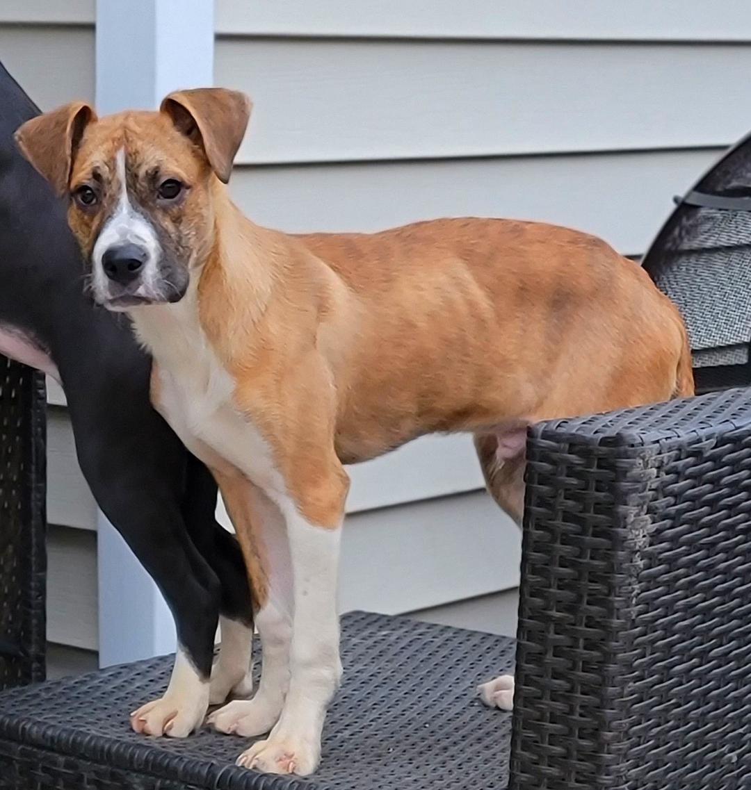 Dog for Adoption - Tyson, a Boxer in Mascoutah, IL | Alpha Paw