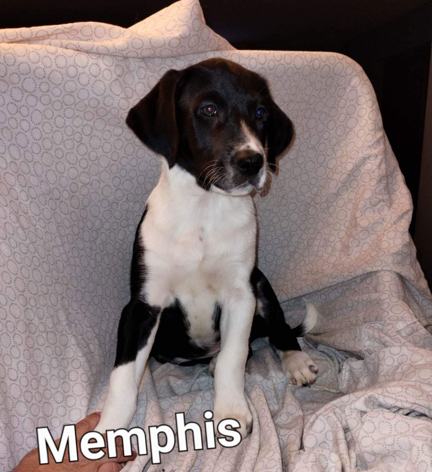 Dog for Adoption - Memphis, a Labrador Retriever in Freeburg, IL ... Dog for Adoption - Memphis, a Labrador Retriever in Freeburg, IL ...