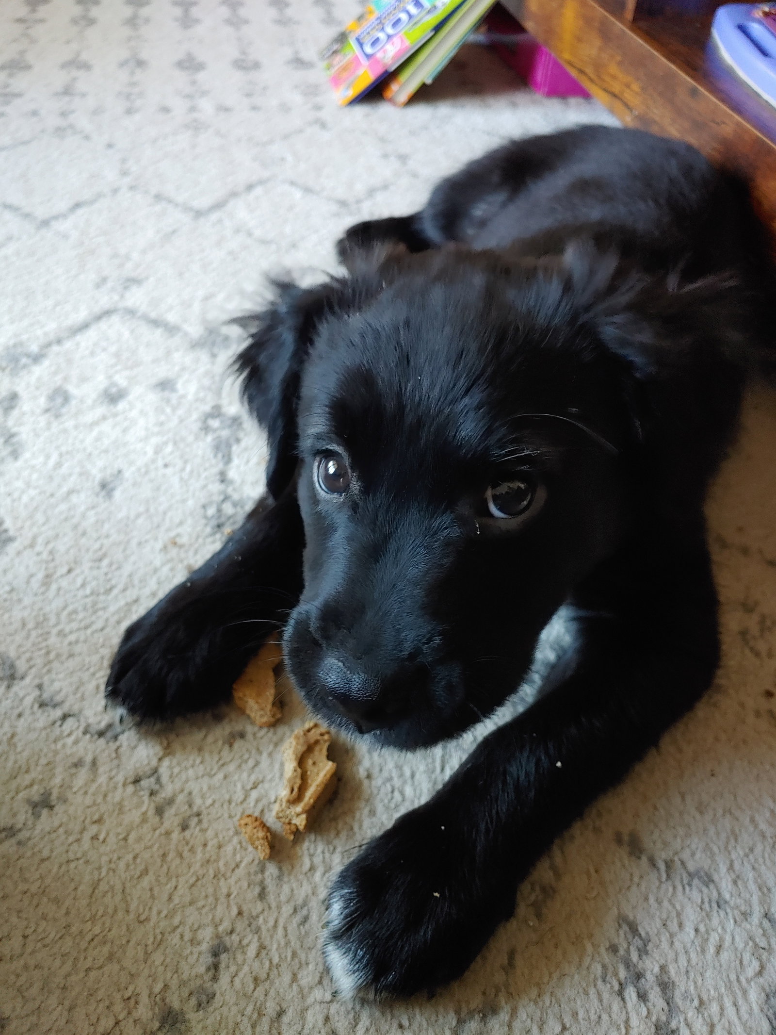 Dog for Adoption - Bruce, a Australian Shepherd in Madison County, IL ...