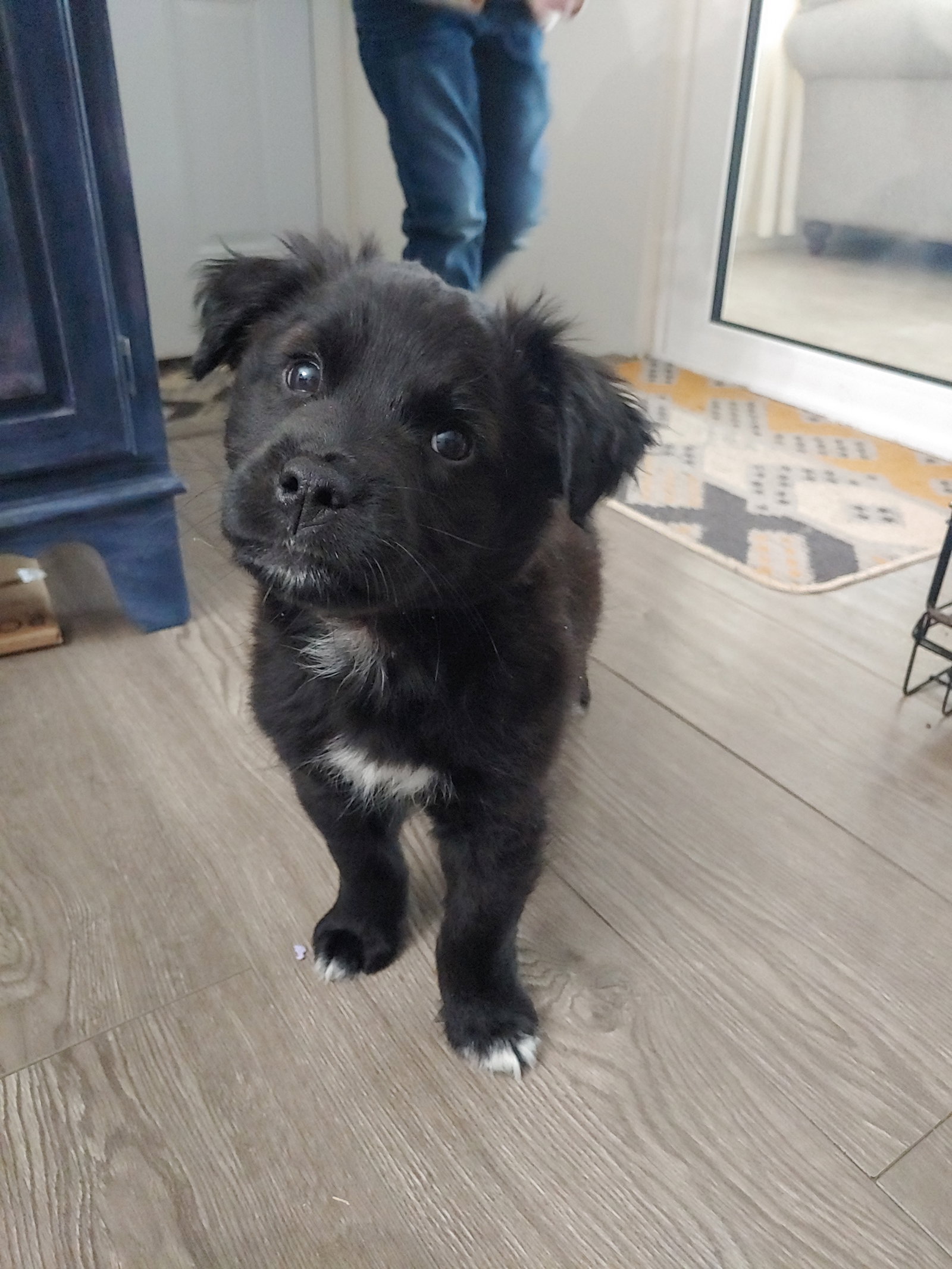 Dog for Adoption - Bruce, a Australian Shepherd in Madison County, IL ...