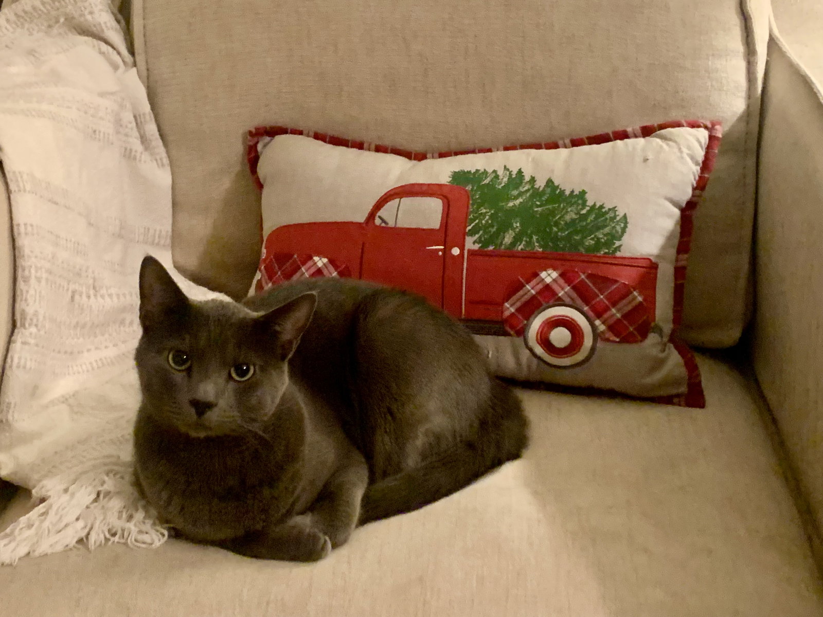 Cats for Adoption in O Fallon, Missouri | Alpha Paw