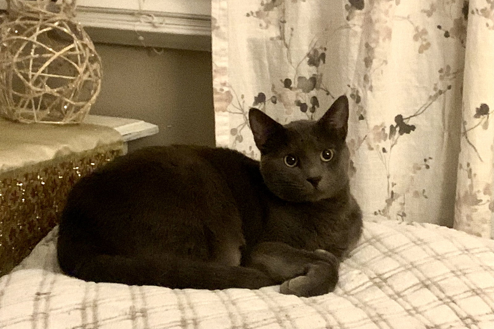Cats for Adoption in O Fallon, Missouri | Alpha Paw