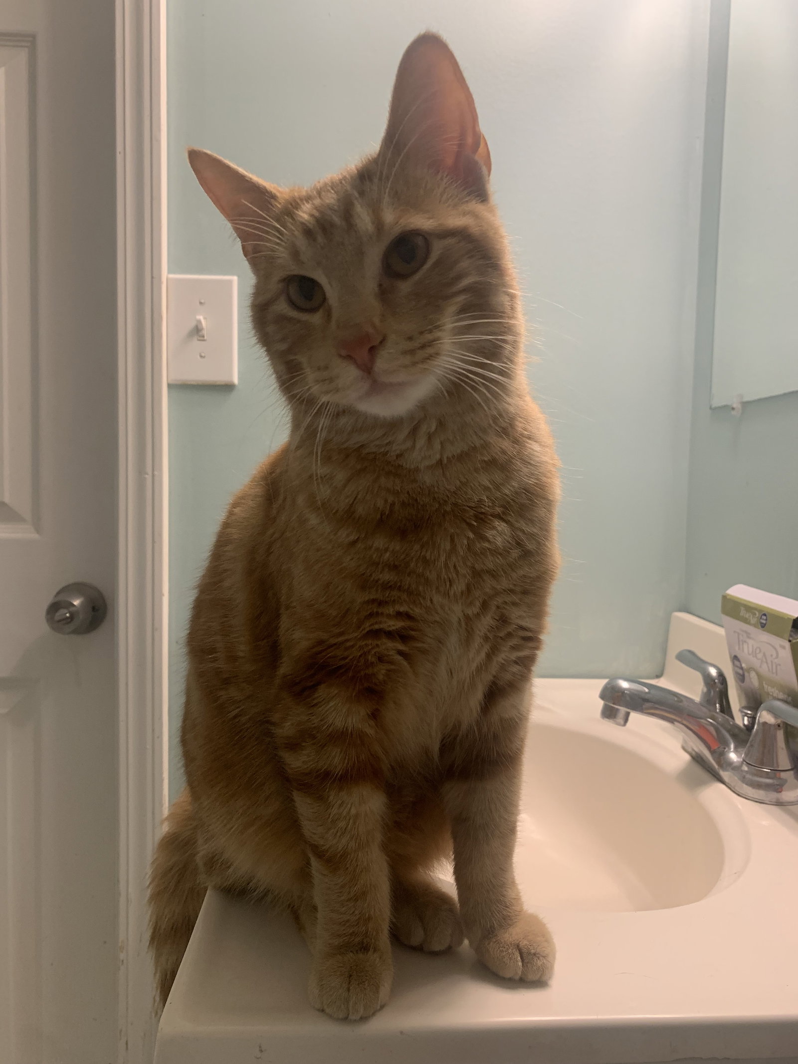 Cats for Adoption in Saint Charles, Missouri | Alpha Paw