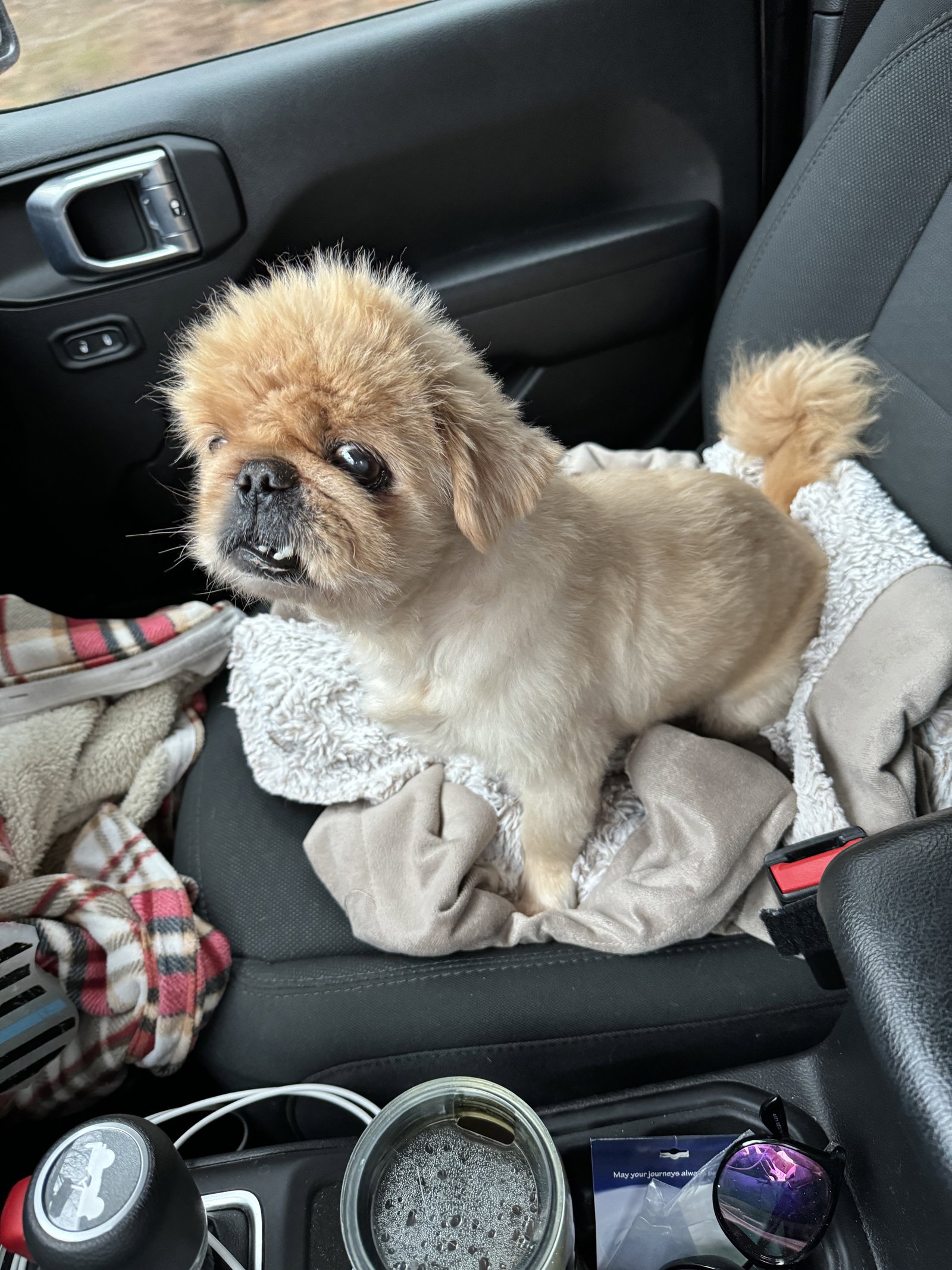 Dog for Adoption - Todd, a Pekingese in East Alton, IL | Alpha Paw