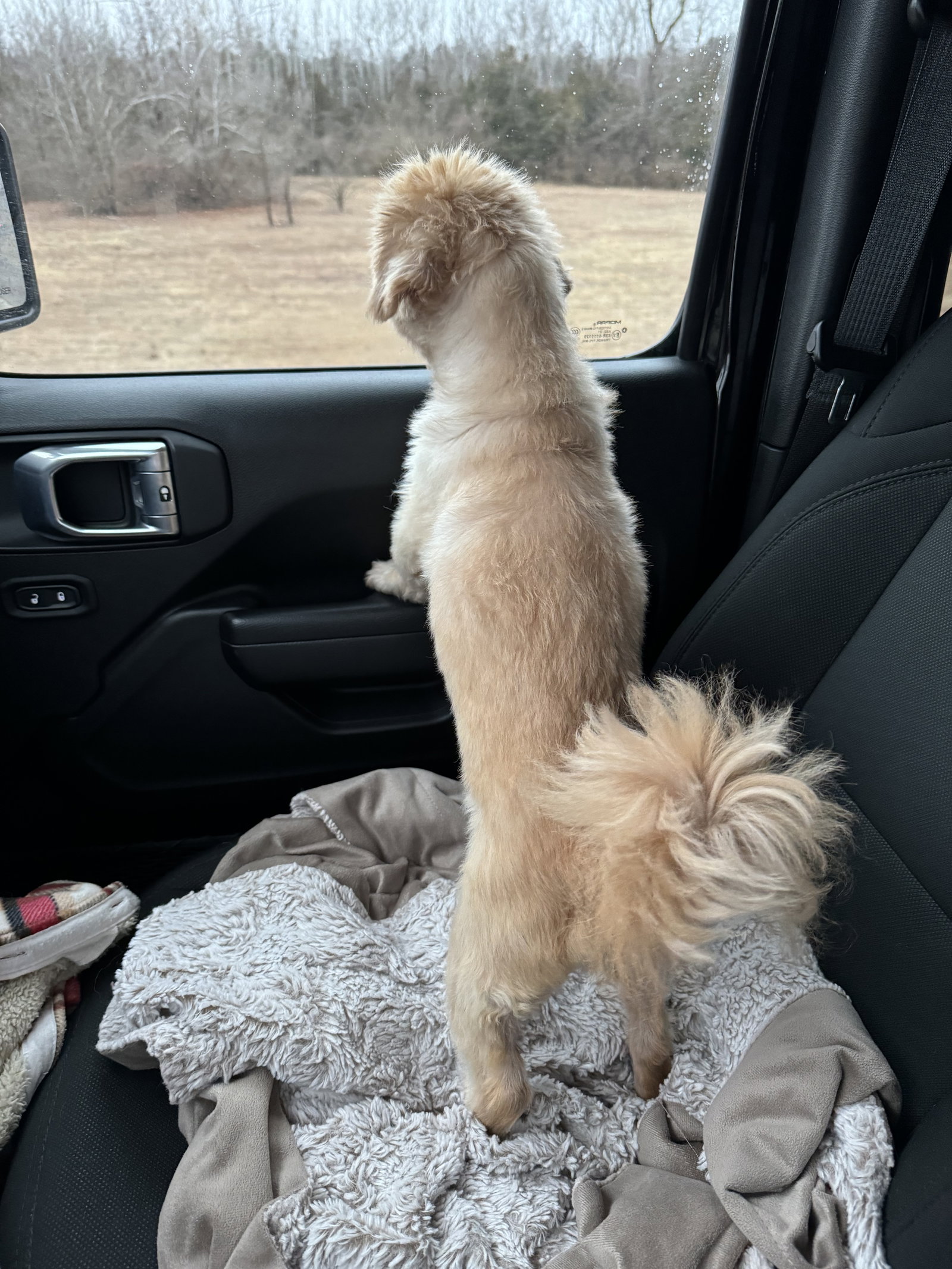 Dog for Adoption - Todd, a Pekingese in East Alton, IL | Alpha Paw