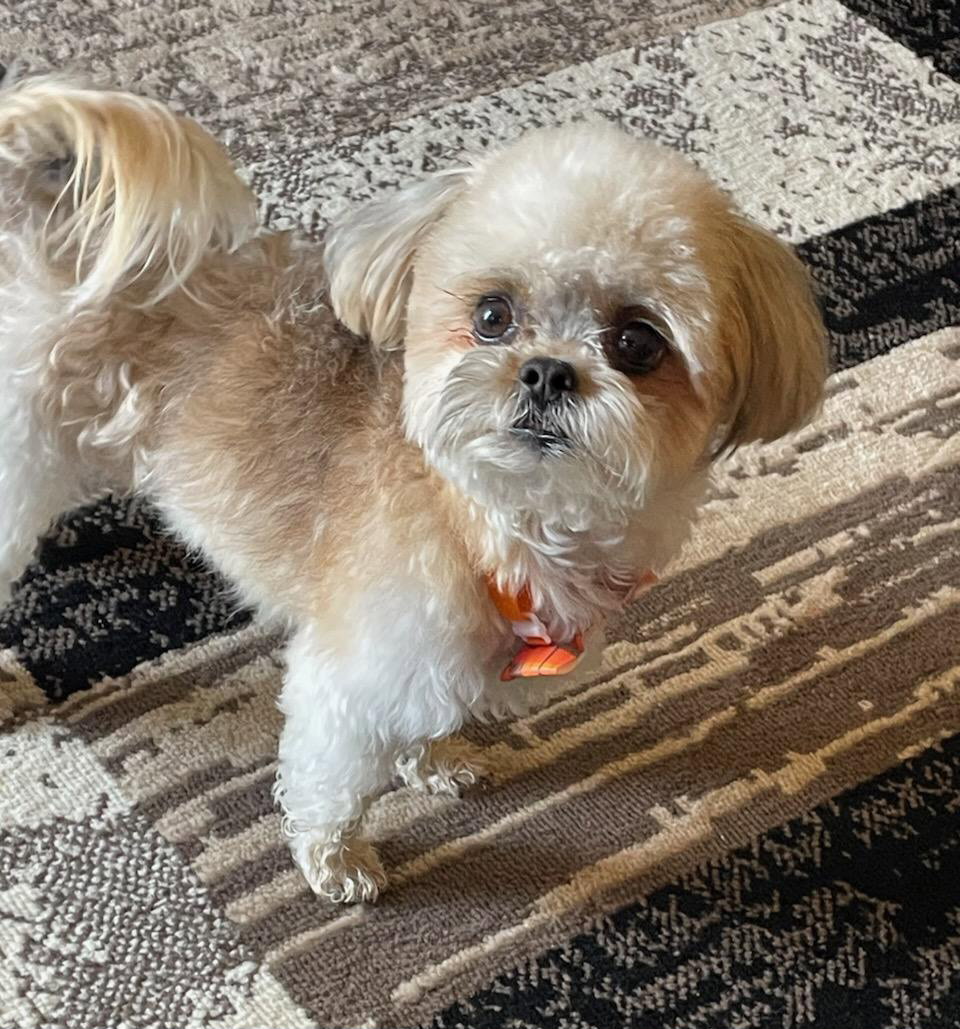 Dog for Adoption - Hero (Hero and Theo bonded), a Shih Tzu in Desloge ...