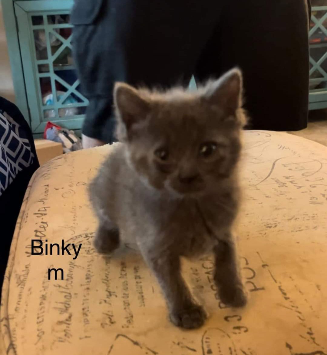 Cat adoption in Fenton, MO 63026: Domestic Short Hair Cat "Binky"