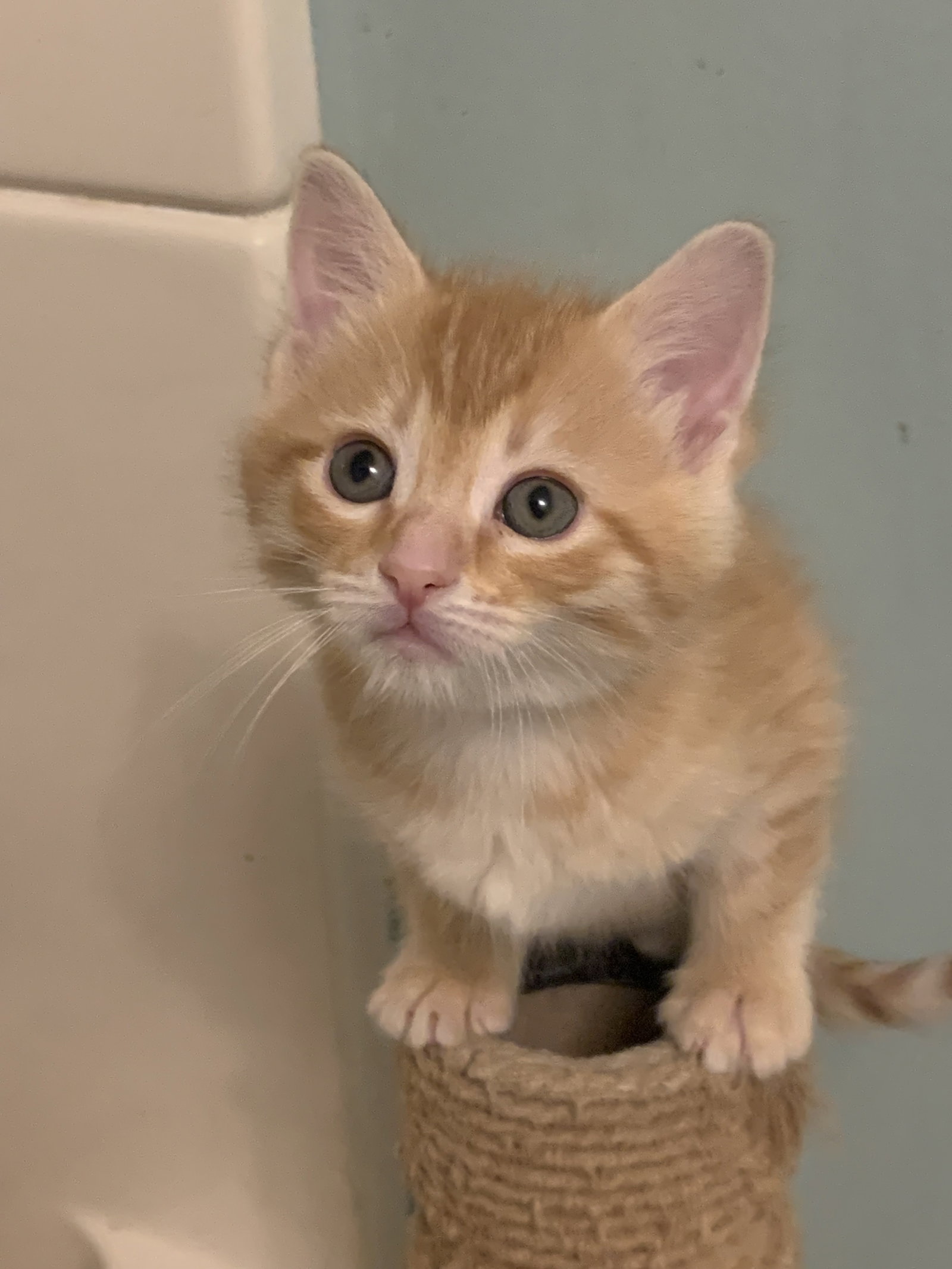Cats for Adoption in Crestwood, Missouri | Alpha Paw