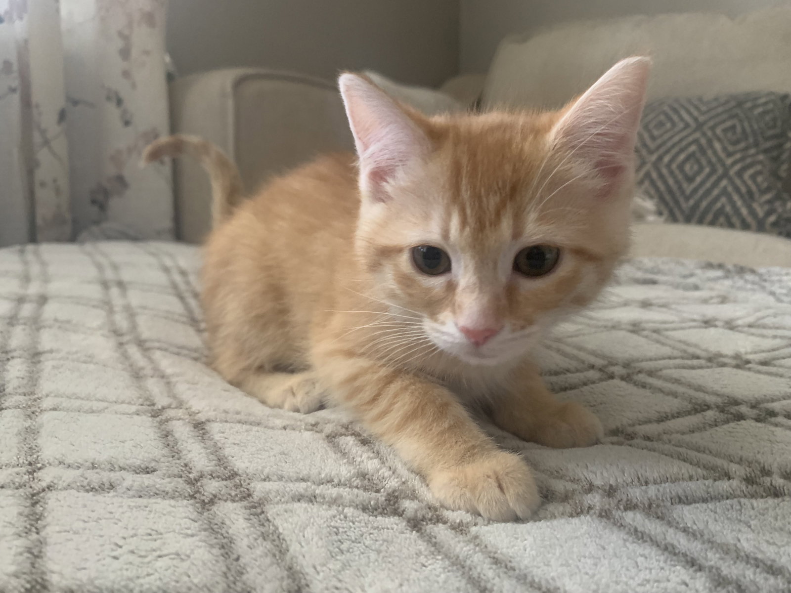 Cats for Adoption in Potosi, Missouri | Alpha Paw