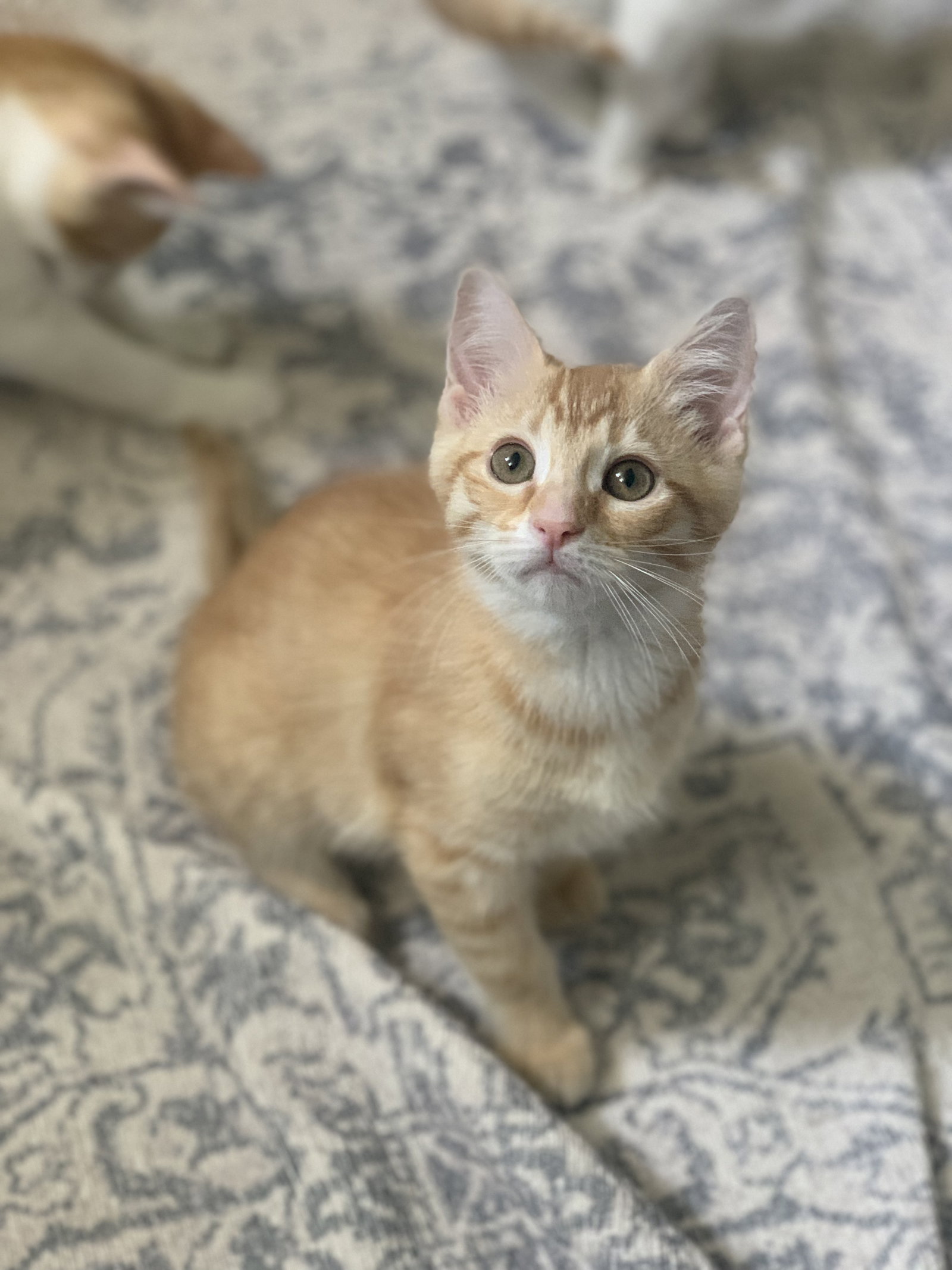 Cats for Adoption in Crestwood, Missouri | Alpha Paw
