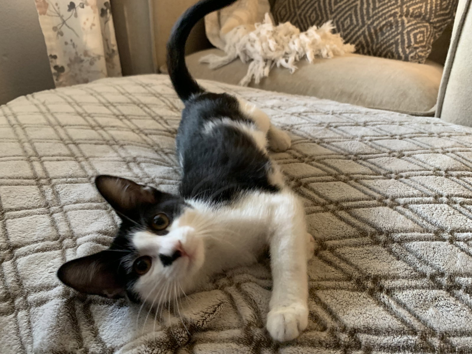 Cats for Adoption in Bonne Terre, Missouri | Alpha Paw