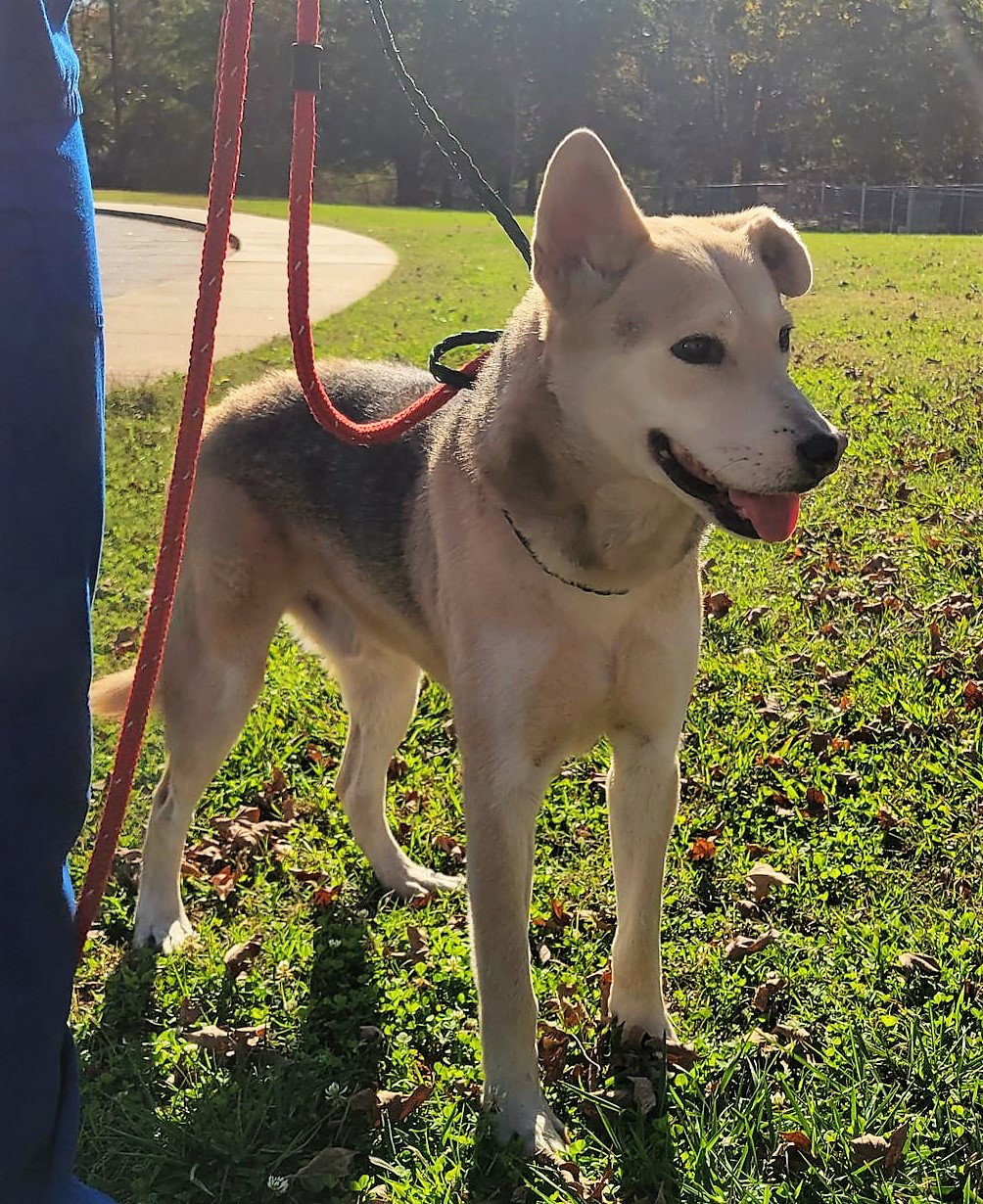 Dog for Adoption - Neo, a in South Burlington, VT | Alpha Paw