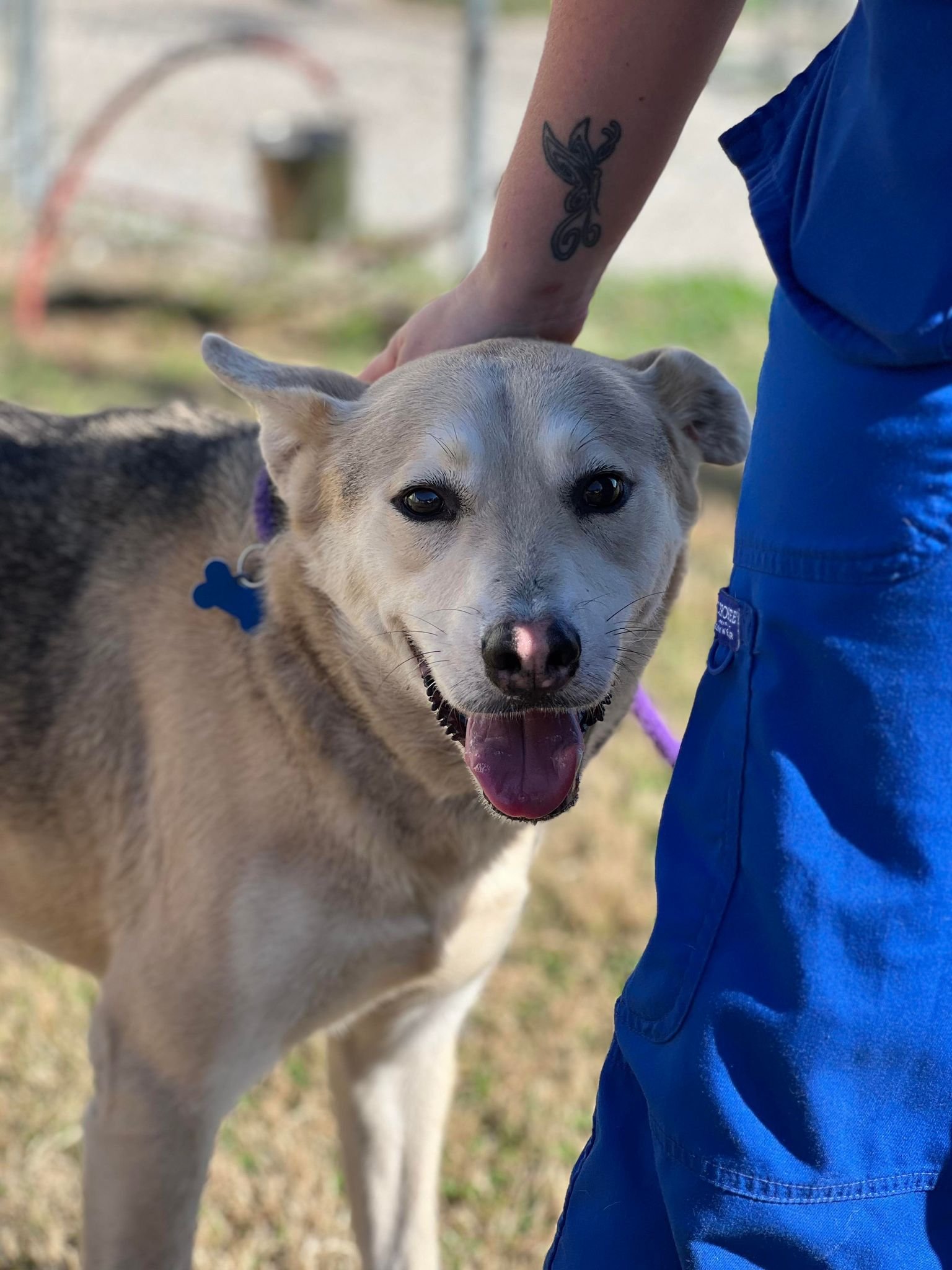 Dog for Adoption - Neo, a in South Burlington, VT | Alpha Paw