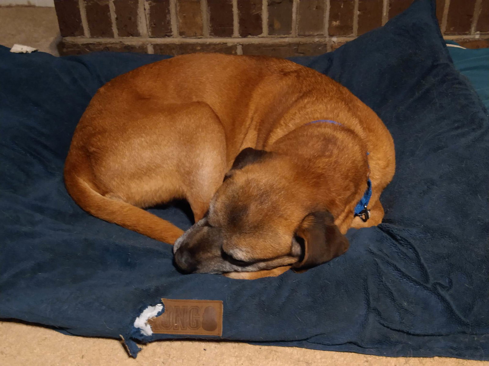 Dog for Adoption - Trix, a in Brandon, VT | Alpha Paw