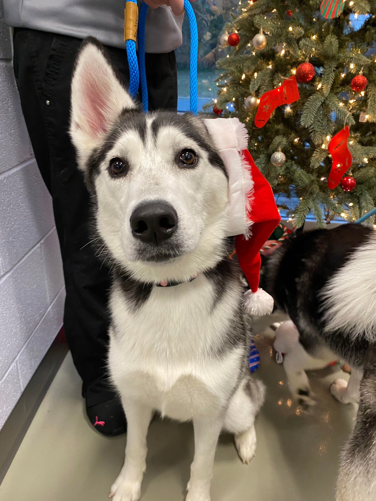 Dog for Adoption - Luna, a Husky in Randolph, VT | Alpha Paw