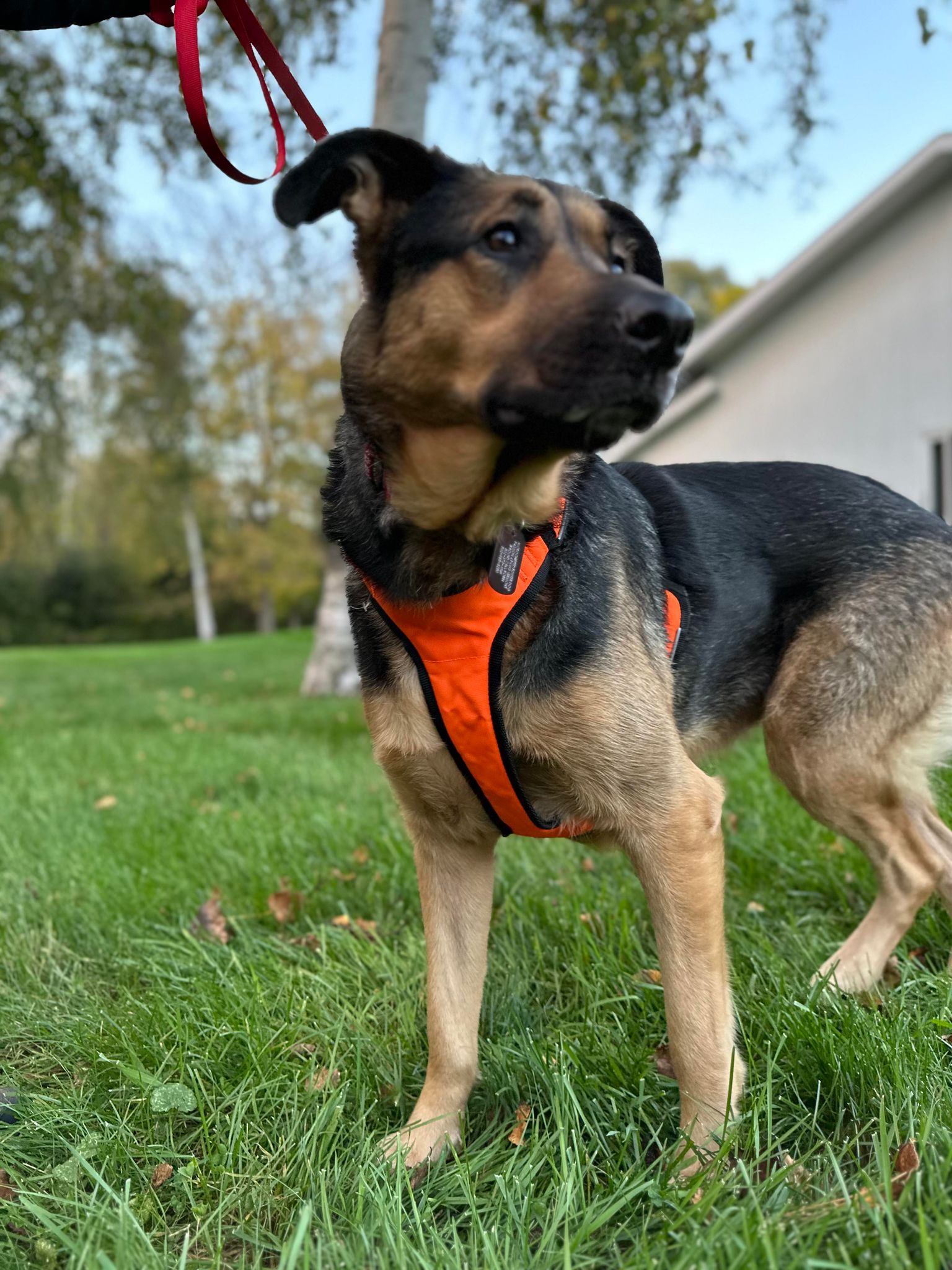 Dog for Adoption - Ruby, a in Plattsburgh, NY | Alpha Paw