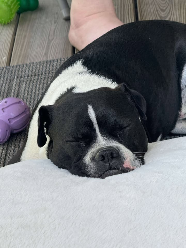 Dog for Adoption - Louie, a in Colchester, VT | Alpha Paw