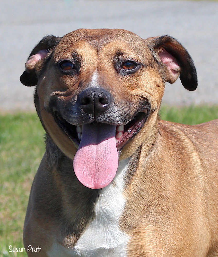 Dog for Adoption - Emerald, a Hound in Chatham, VA | Alpha Paw