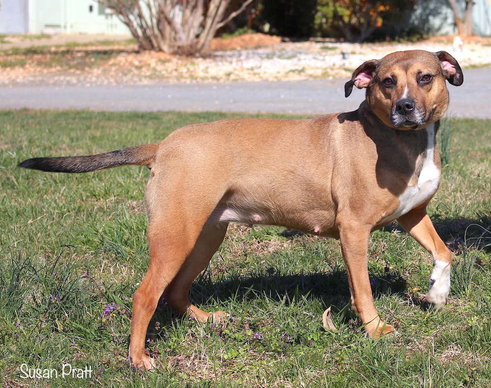 Dog for Adoption - Emerald, a Hound in Chatham, VA | Alpha Paw