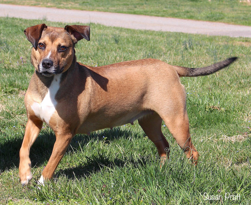 Dog for Adoption - Emerald, a Hound in Chatham, VA | Alpha Paw