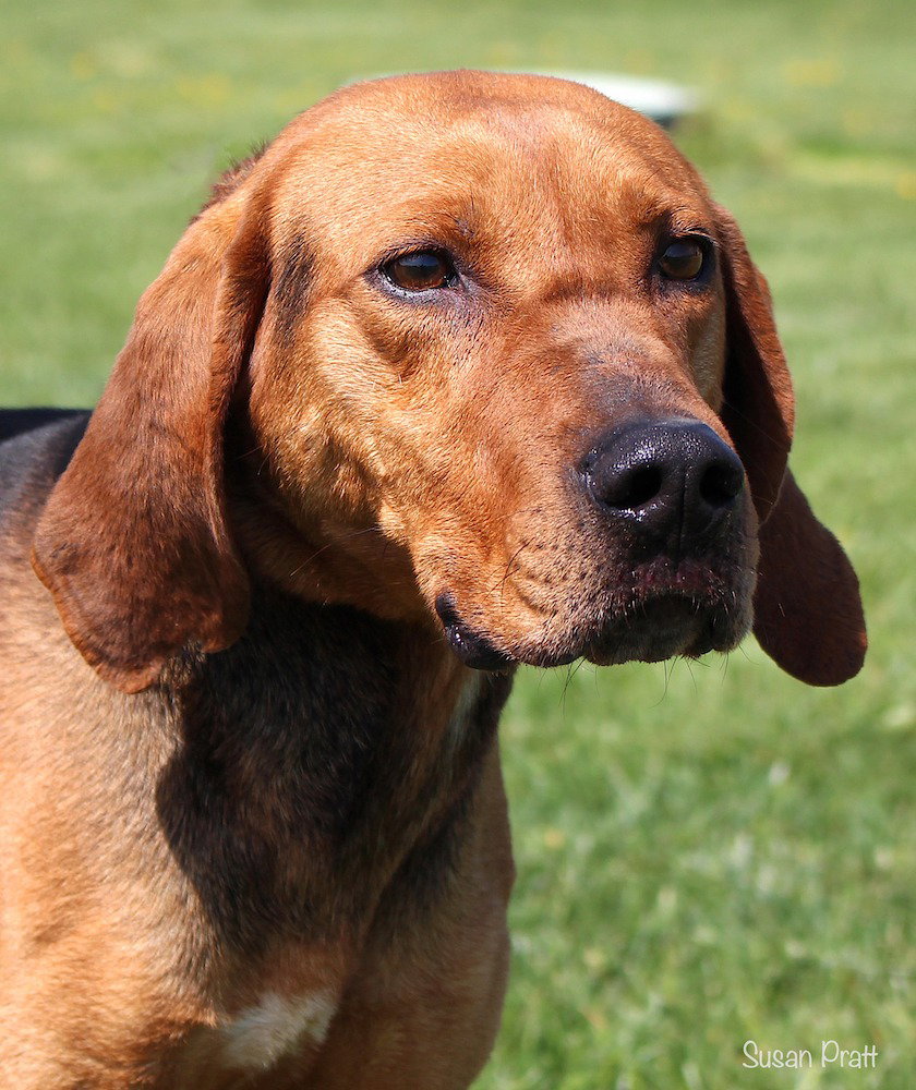 Dog for Adoption - Briggs, a Hound in Bassett, VA | Alpha Paw