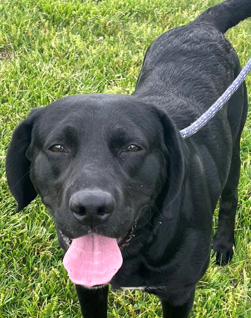 Dog for Adoption - Gonzo, a Black Labrador Retriever in Salem, VA ...