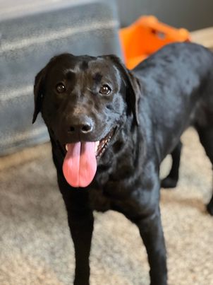 Dog for Adoption - Jack, a Black Labrador Retriever in Hayden, AL ...