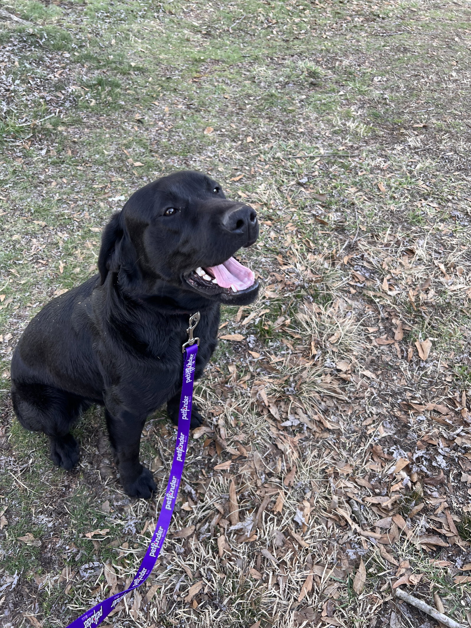 Dog for Adoption - Jack, a Black Labrador Retriever in Hayden, AL ...