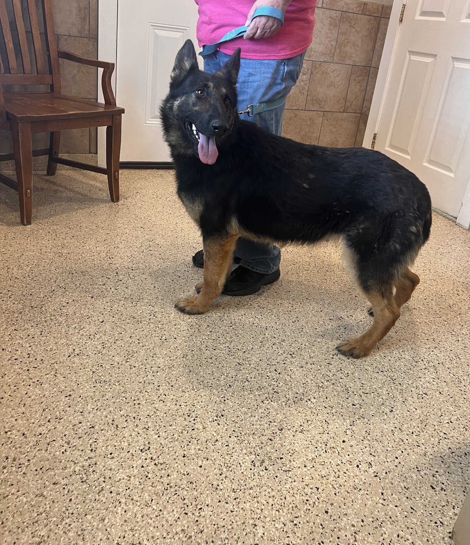 Dog for Adoption - Nina, a German Shepherd Dog in Oneonta, AL | Alpha Paw