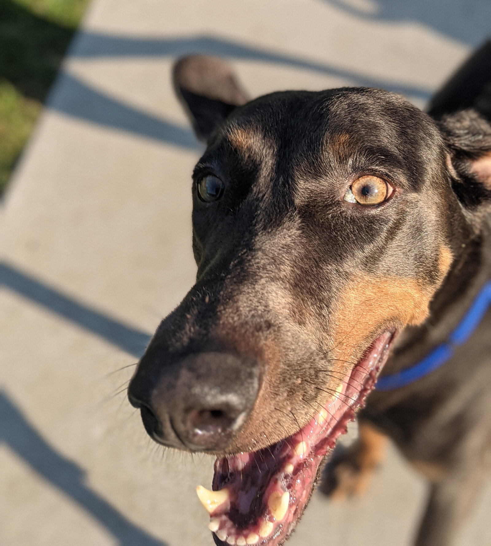 Dog for Adoption - Ella, a Doberman Pinscher in Omaha, NE | Alpha Paw