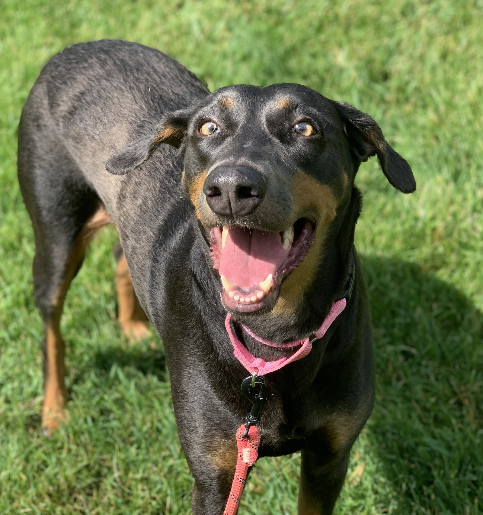 Dog for Adoption - Ella, a Doberman Pinscher in Omaha, NE | Alpha Paw