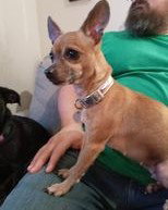 Dog for Adoption - Lilly Chi, a Chihuahua in Des Moines, IA | Alpha Paw