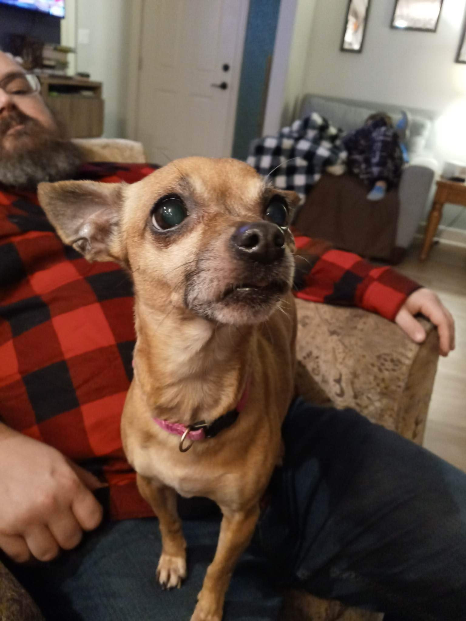 Dog for Adoption - Lilly Chi, a Chihuahua in Des Moines, IA | Alpha Paw