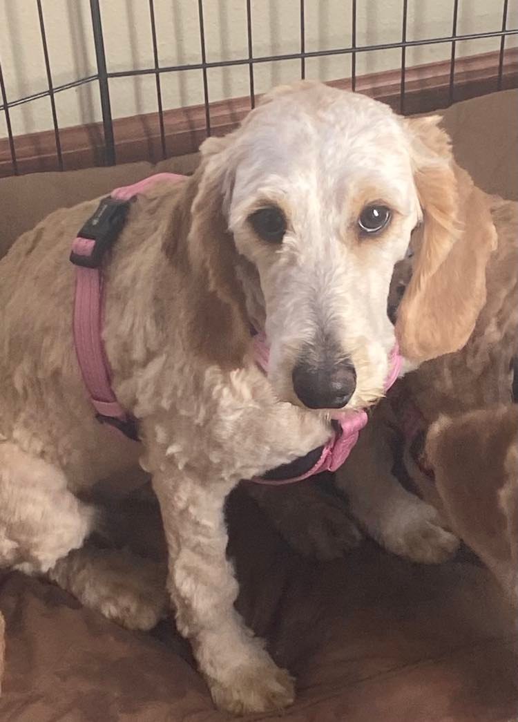 Dog for Adoption - Polly, a Golden Retriever in Windsor Heights, IA ...