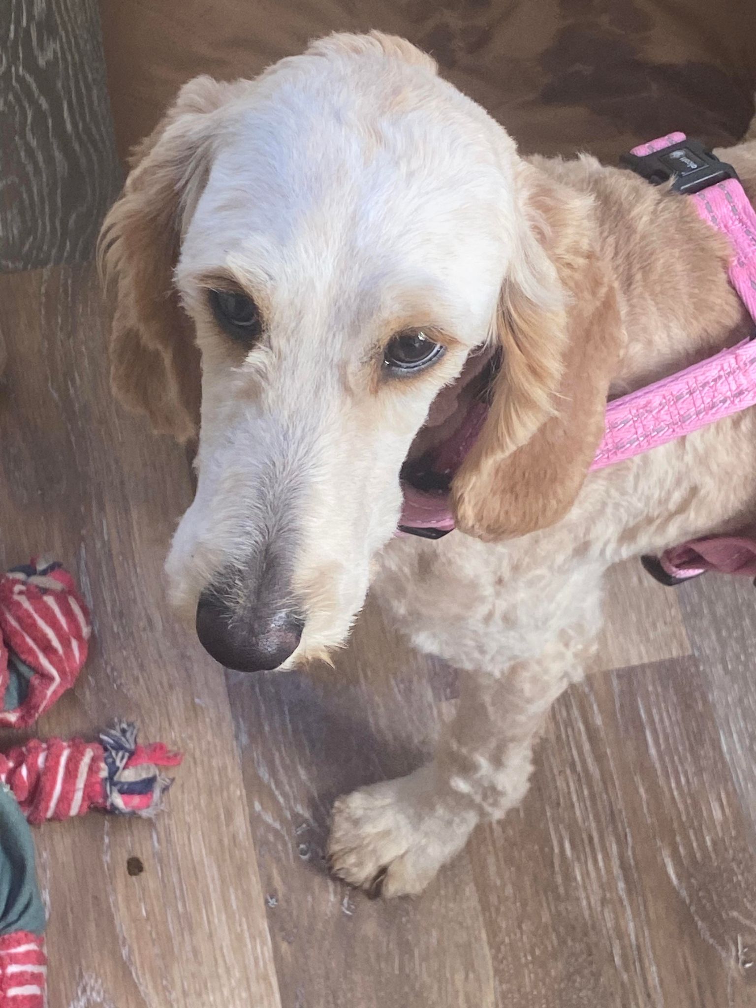 Dog for Adoption - Polly, a Golden Retriever in Windsor Heights, IA ...