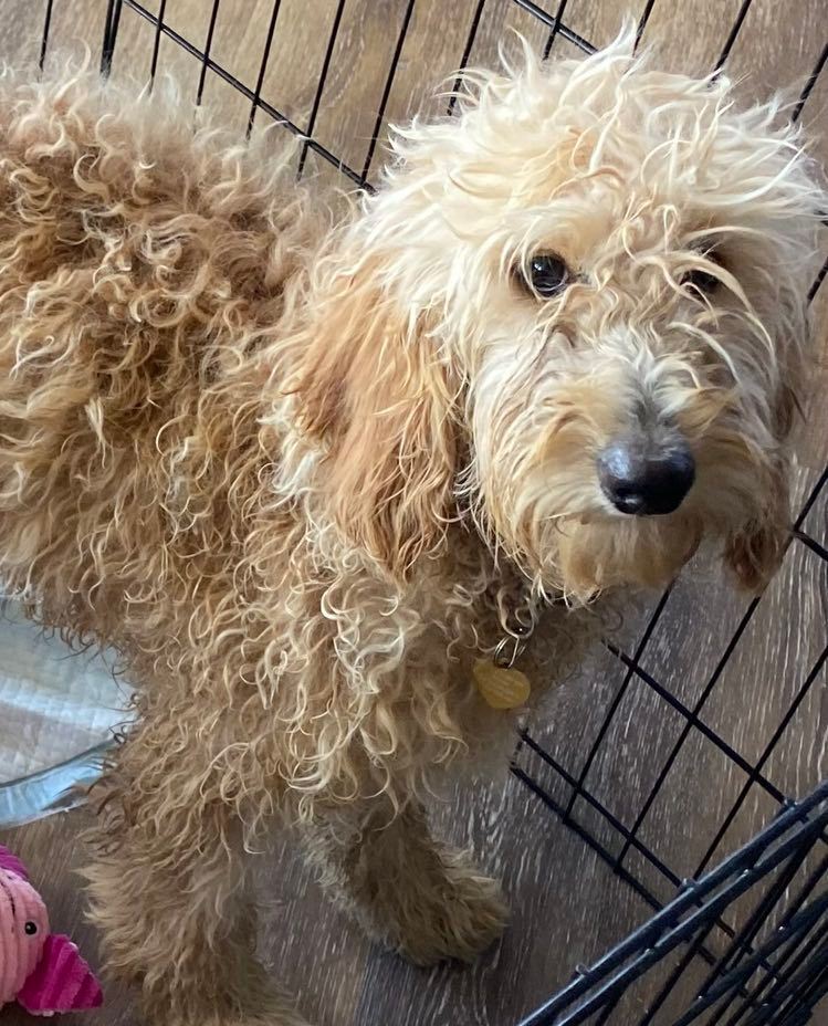 Dog for Adoption - Polly, a Golden Retriever in Windsor Heights, IA ...
